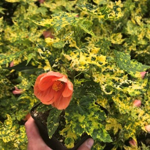 Abutilon Variegated Peach 4 Pot, Starter Live Plant Stunning Foliage ...
