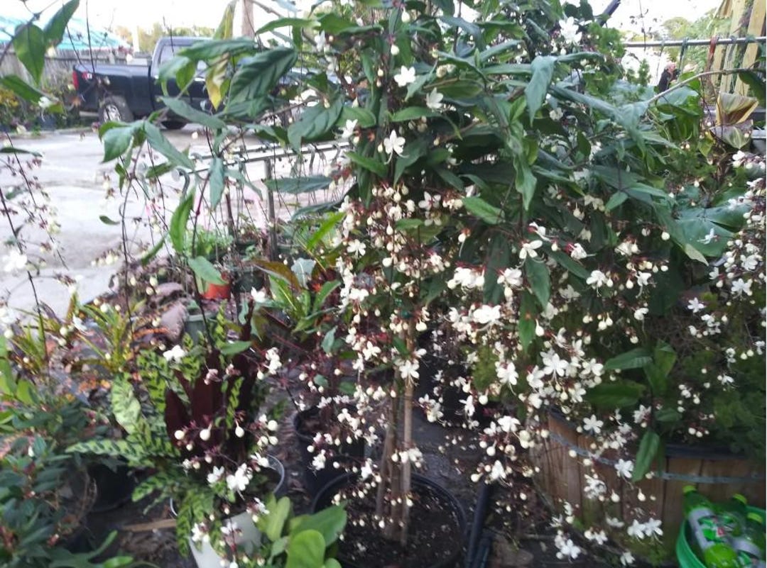 Live Plant Clerodendrum TRUE Light Bulb Plant = Smithianum - 4" Starter ...