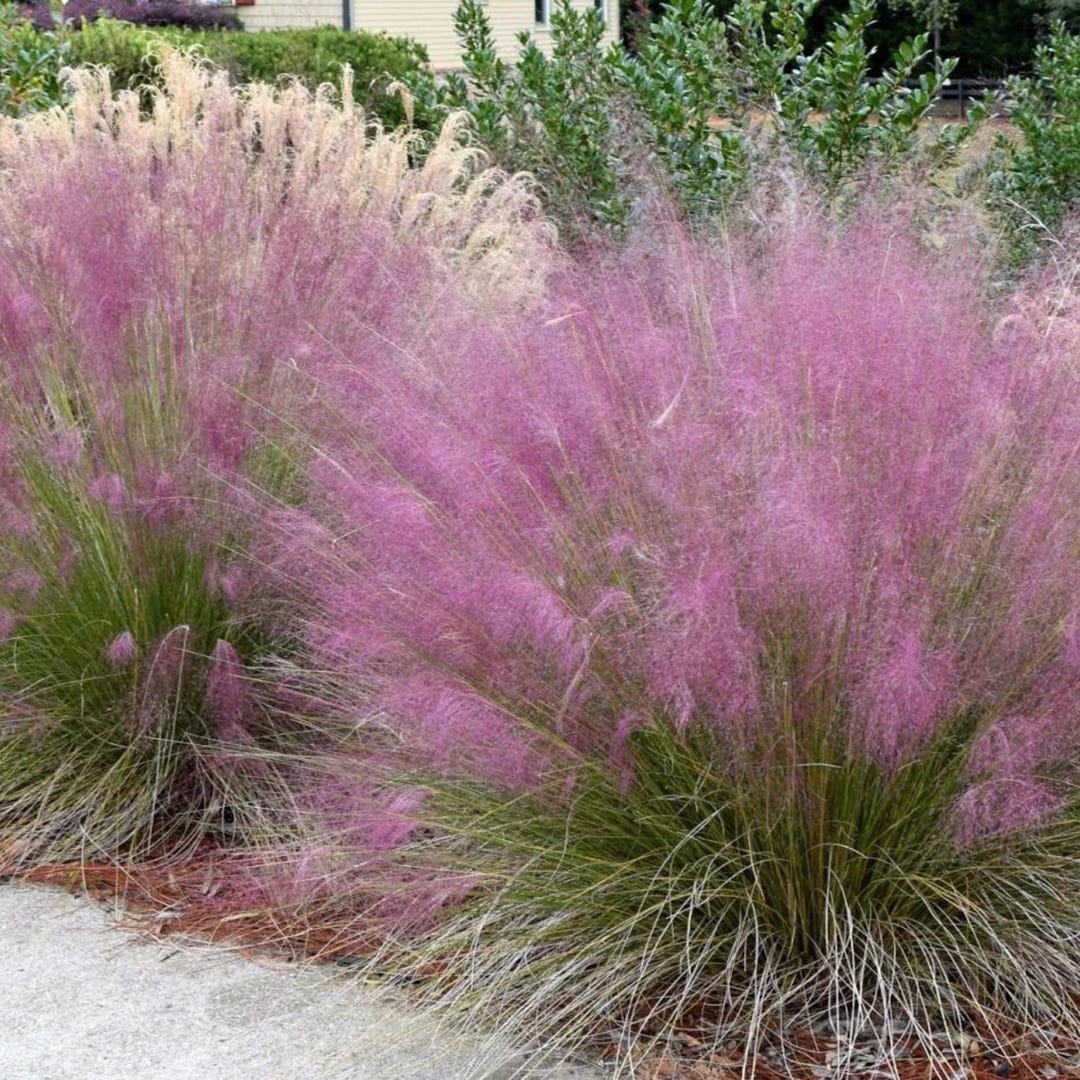 Muhly Grass Pink - Stunning Pink Blooms, Low Maintenance, Perfect for ...