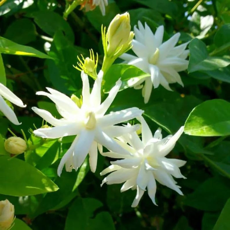 Jasmine Belle of India - 4" Pot Starter Live Plant Fragrant Blooms ...