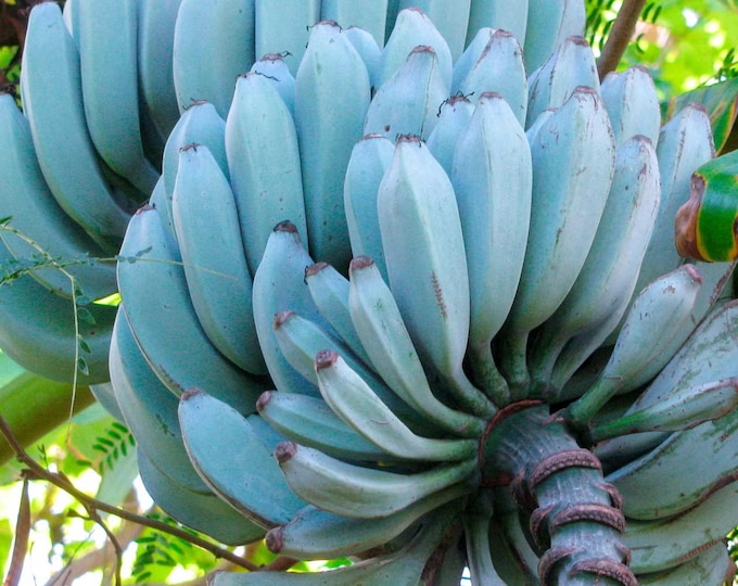 Musa - Blue Java Banana Starter Plant -sweet Vanilla Flavor - Rare ...