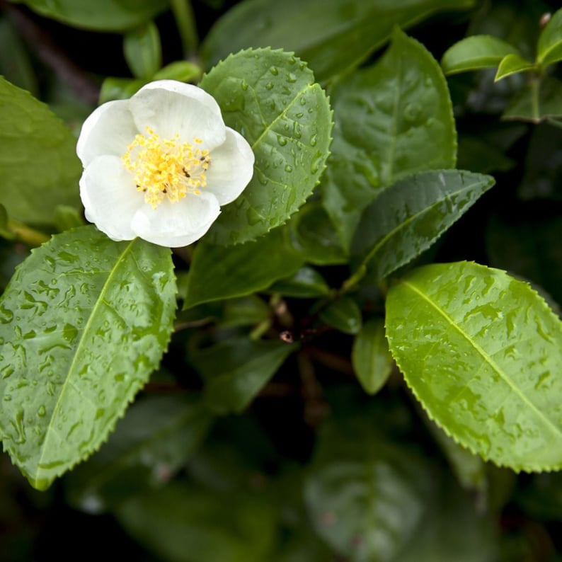 Tea Plant Camellia Sinensis 4" Pot, Starter Live Plant Grow Your Own ...
