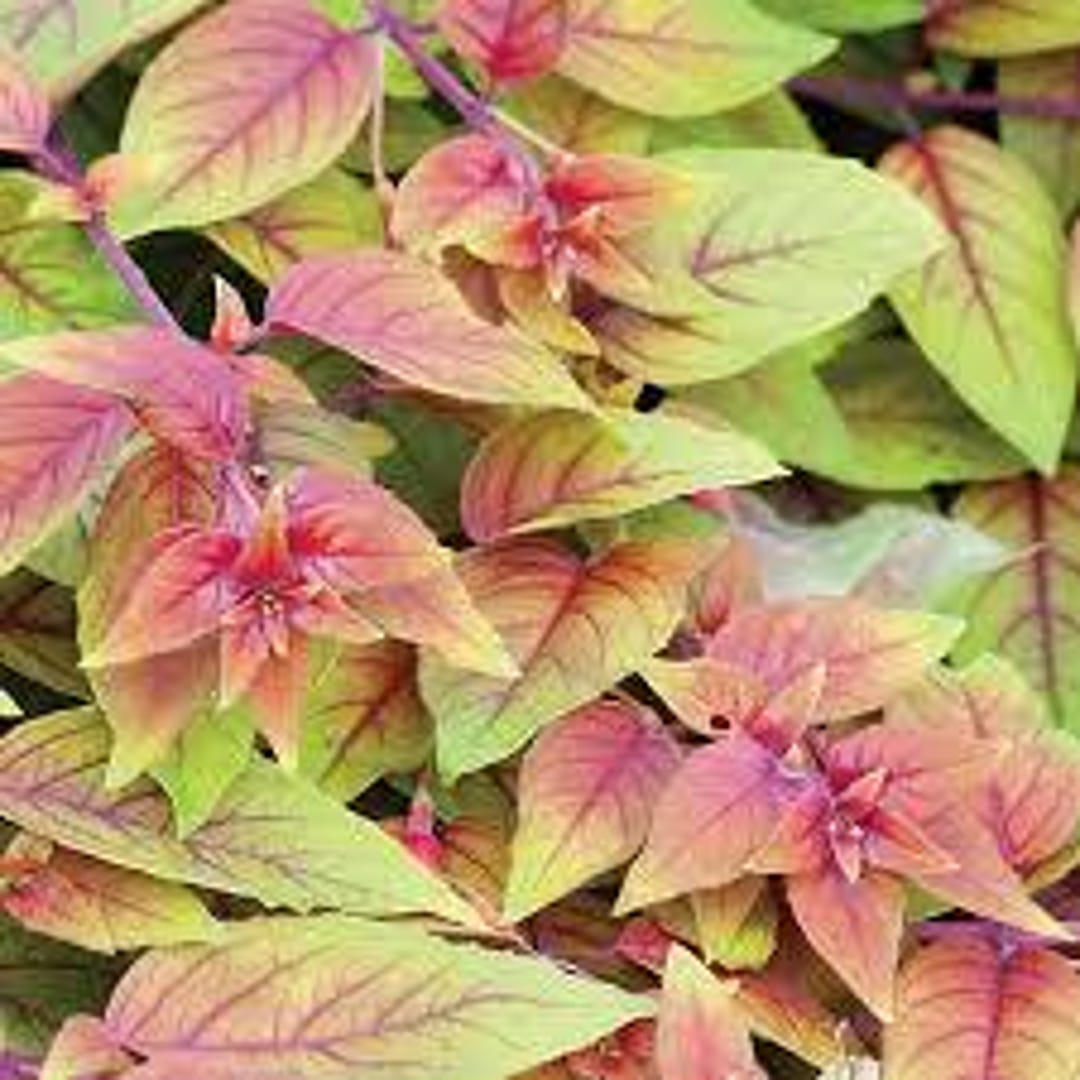 Fuchsia Ballerina Flower - Autumnale 1 Live Plant 4" Pot - Etsy