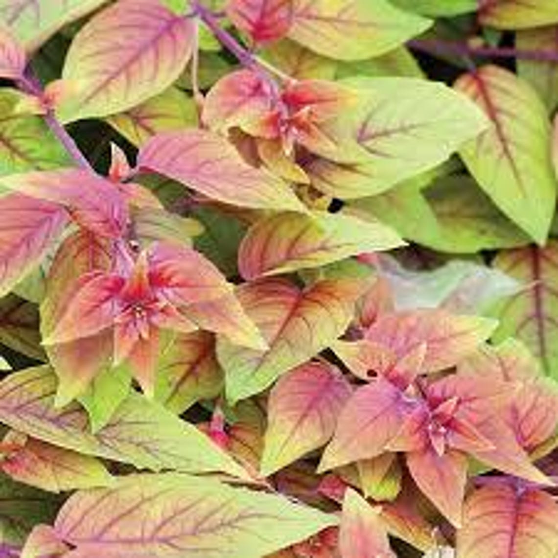 Fuchsia Ballerina Flower - Autumnale 1 Live Plant 4" Pot - Etsy