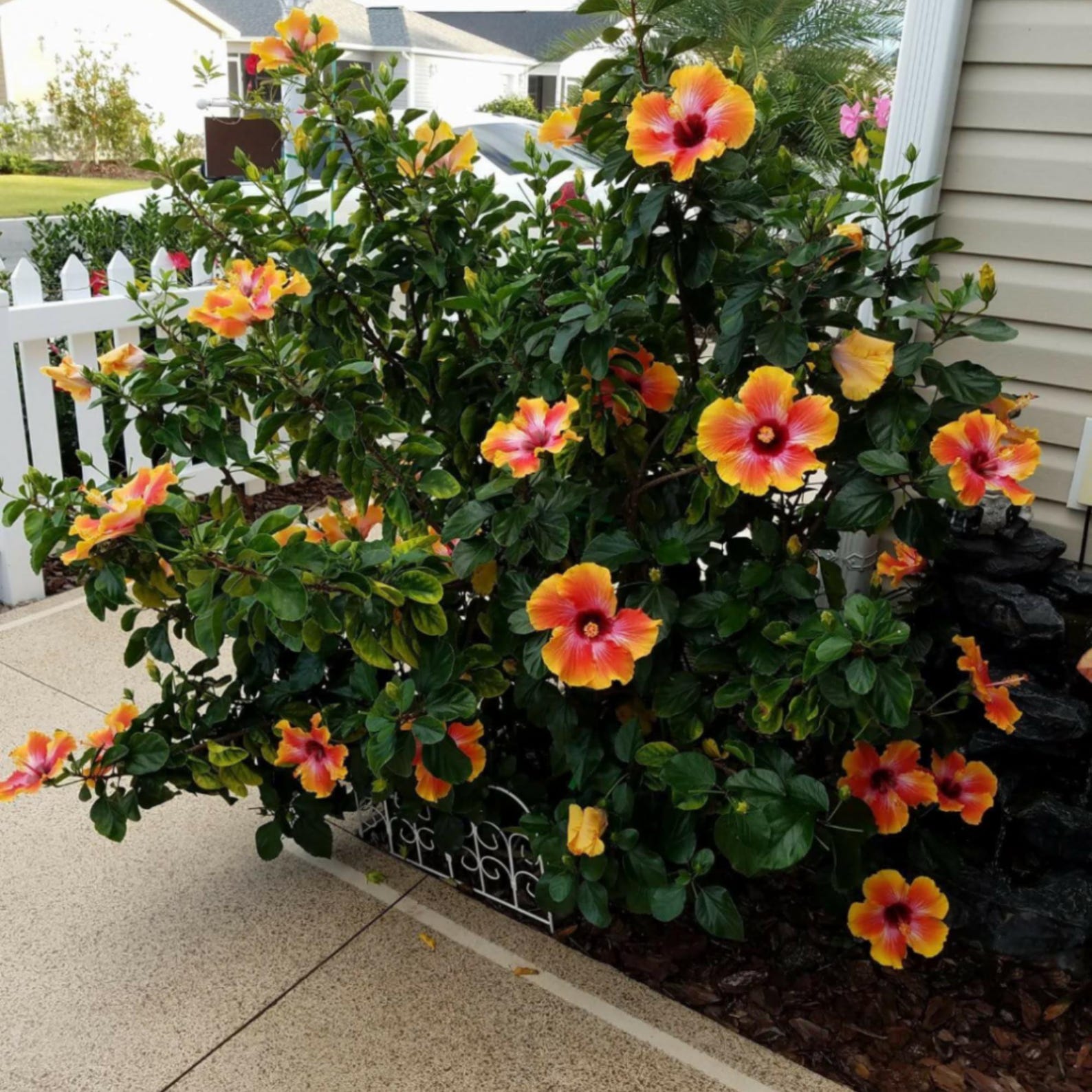 Fiesta Hibiscus 6 Inch Festive Blooms, Tropical Beauty for Gardens ...