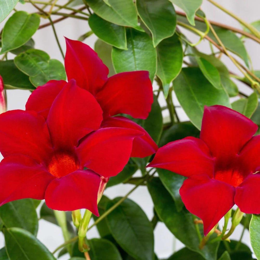 Red Mandevilla 5" Pot Live Starter Plant - Stunning Climbing Vine, Easy ...