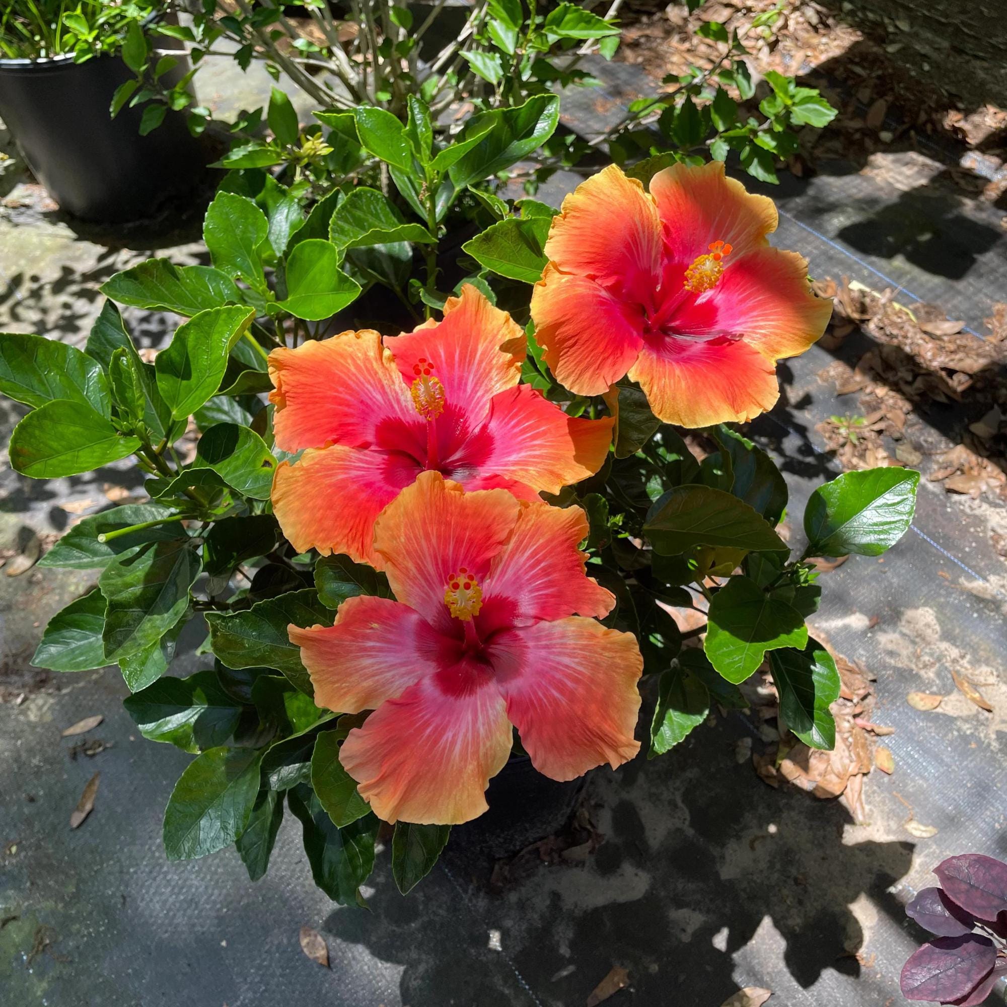 Fiesta Hibiscus 6 Inch Festive Blooms, Tropical Beauty for Gardens & Patios, Easy Care Plant ...