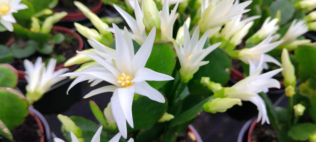 White Easter Cactus - Stunning White Blooms, Low Maintenance Indoor ...