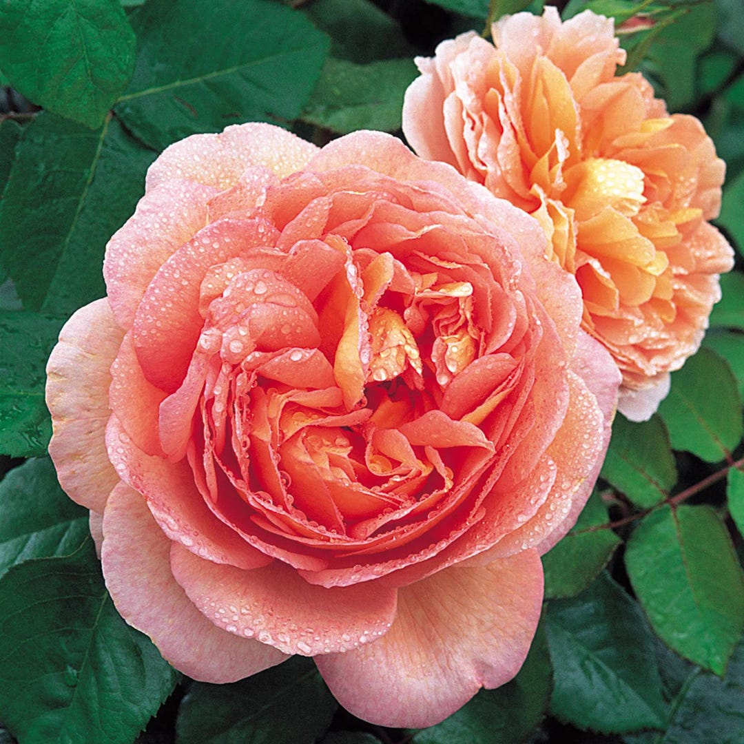 Abraham Darby Rose Live Plant 6" - Rare Rose Plant, Ships Without Pot ...
