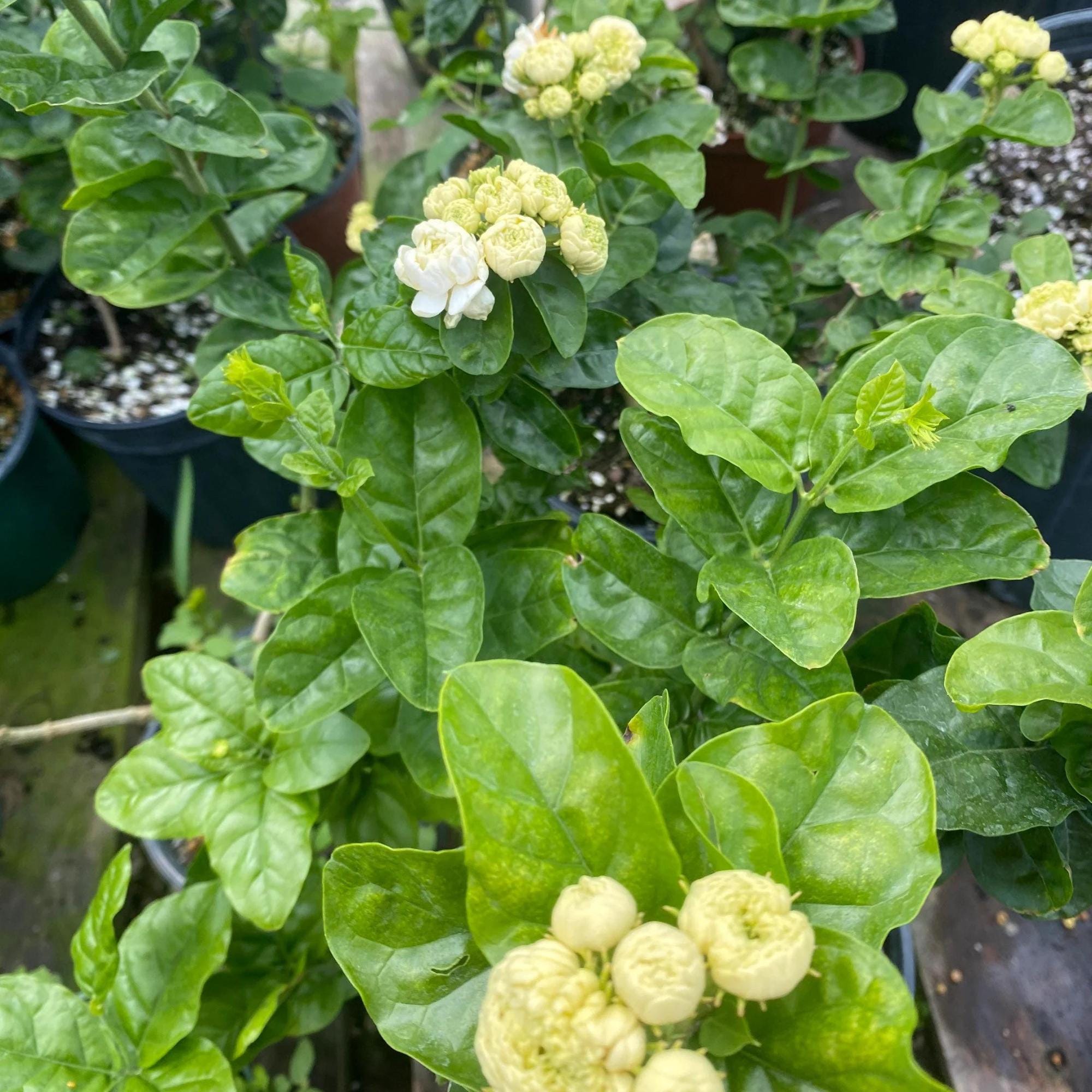 Jasmine Duke of Tuscany 4" Pot Starter Plant-fragrant Blooms, Easy Care ...