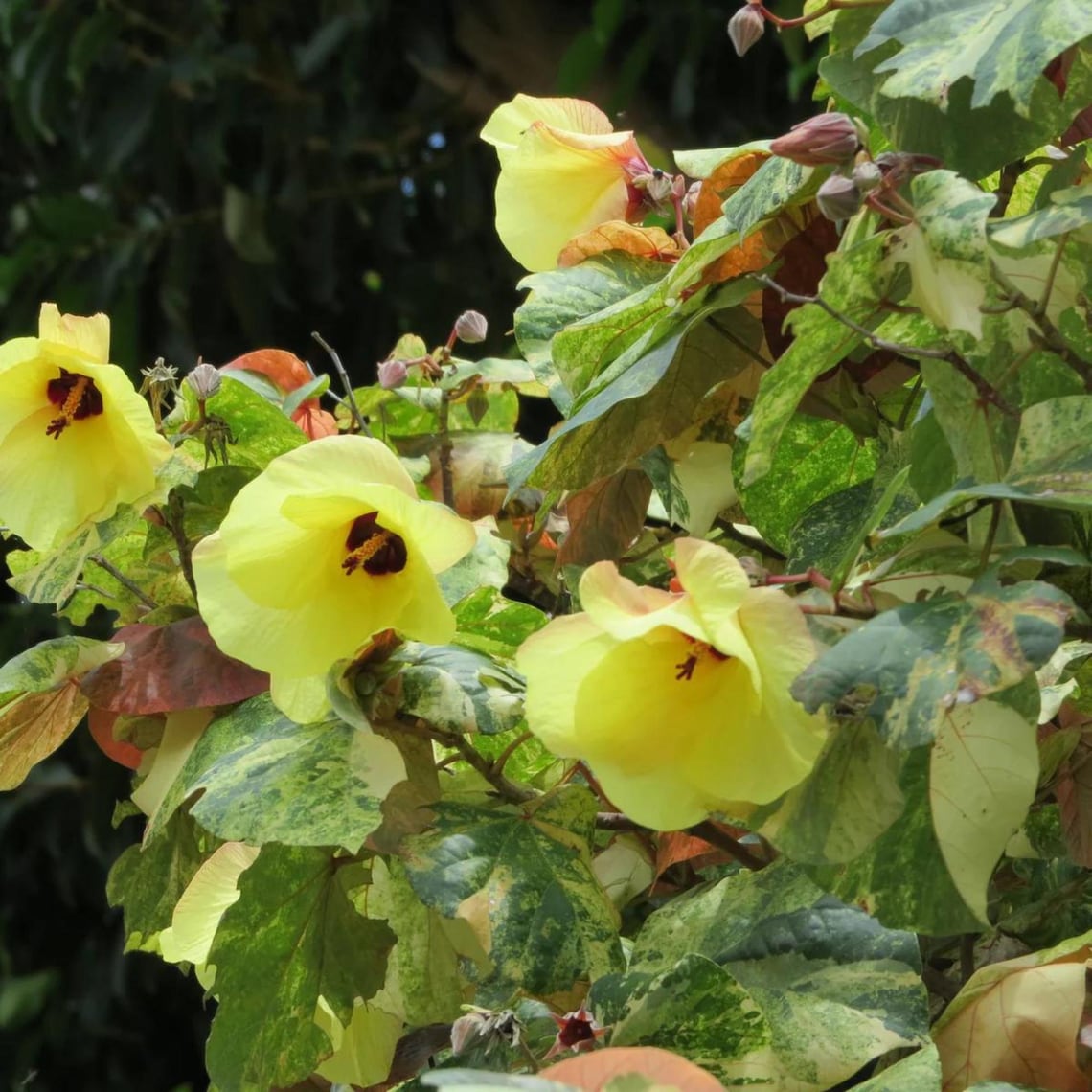 Variegated Hibiscus Mahoe Sea - Colorful Foliage, Exotic Appeal ...