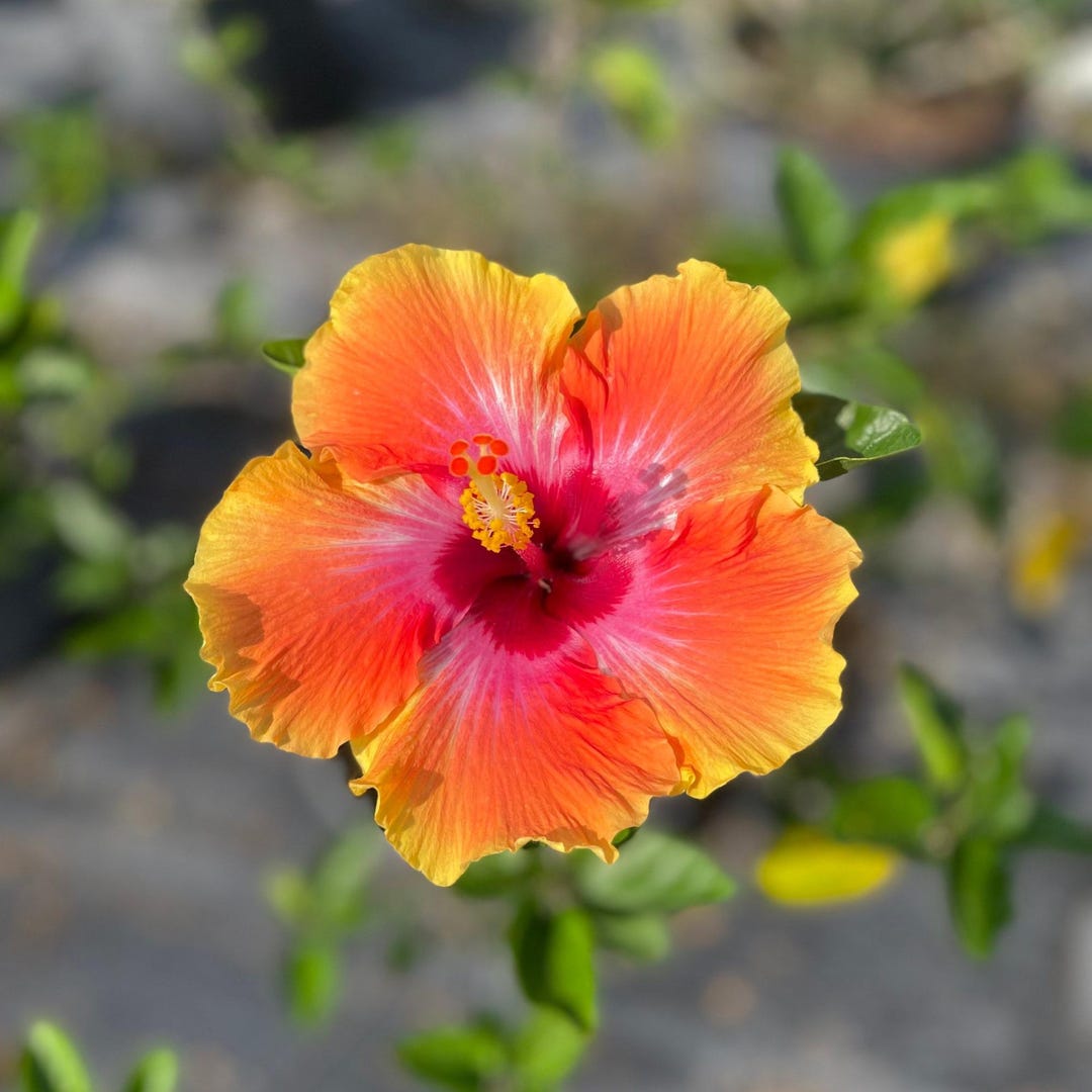Fiesta Hibiscus 6 Inch Festive Blooms, Tropical Beauty for Gardens ...