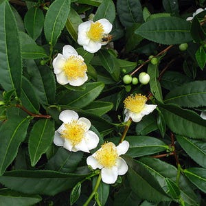 Tea Plant Camellia Sinensis 4" Pot, Starter Live Plant Grow Your Own ...
