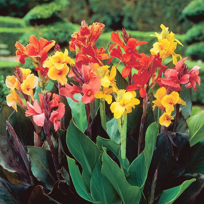 Canna Bulbs - Etsy