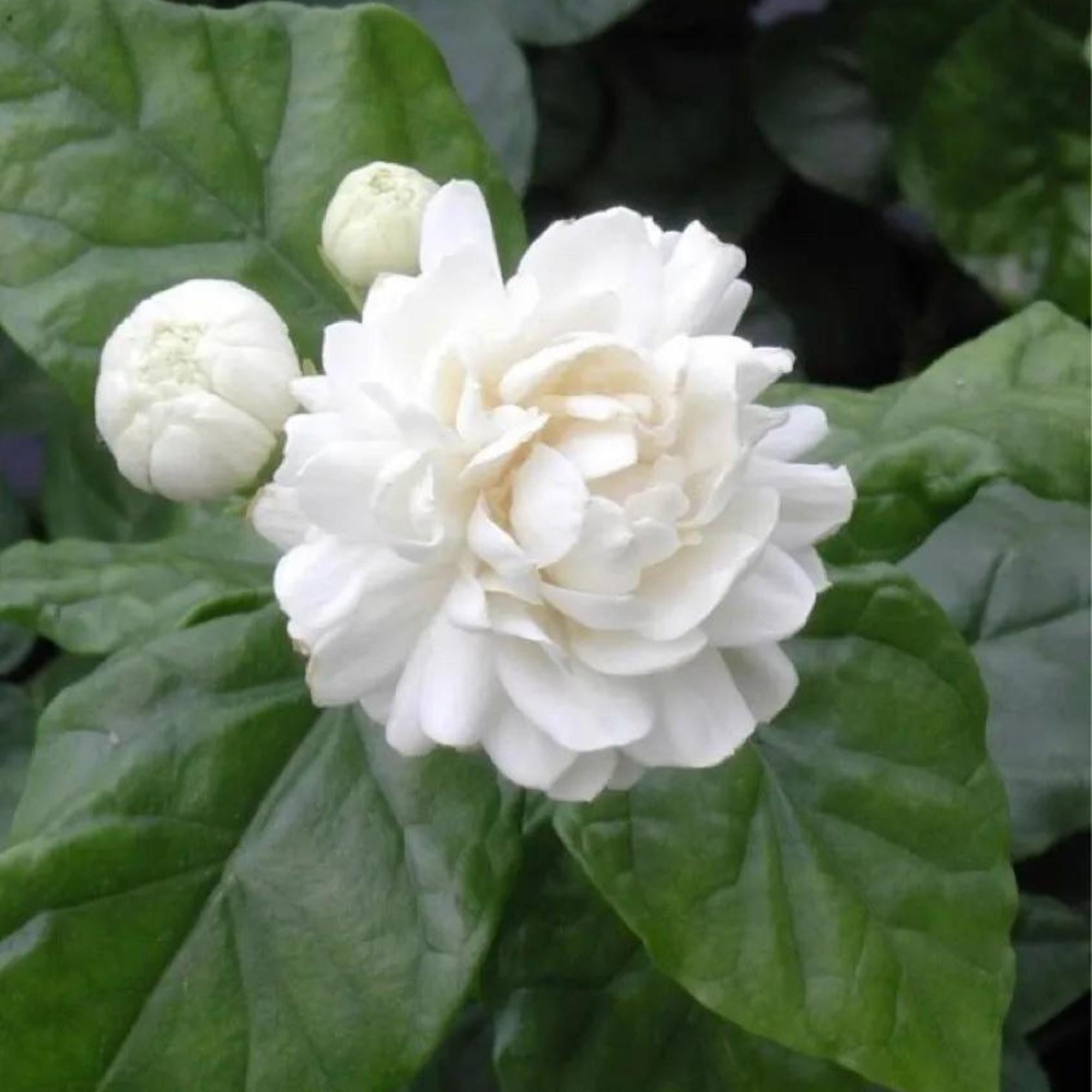 Jasmine Duke of Tuscany 4" Pot Starter Plant-fragrant Blooms, Easy Care ...