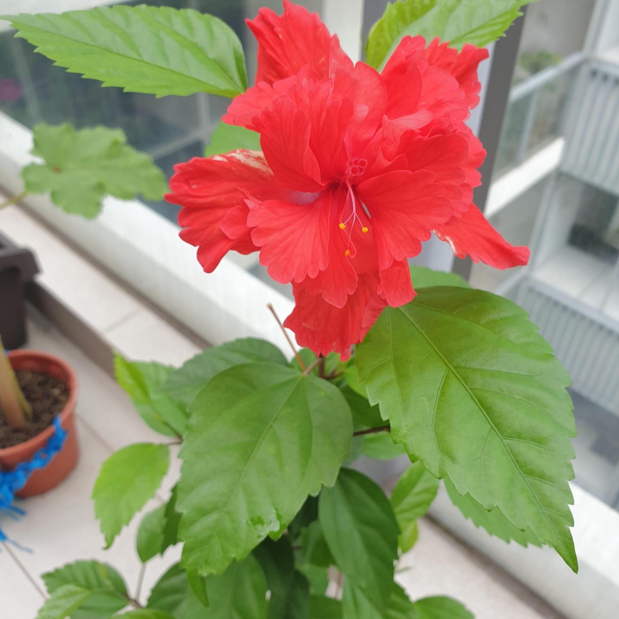 Red Poodle Hibiscus Plant - Stunning Red Blooms, Easy Care, No Pot ...