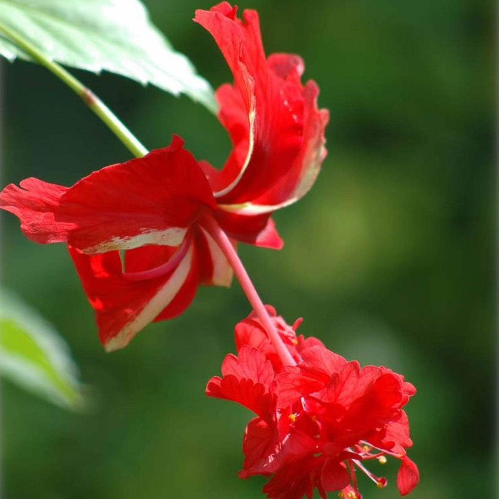 Red Poodle Hibiscus Plant - Stunning Red Blooms, Easy Care, No Pot ...