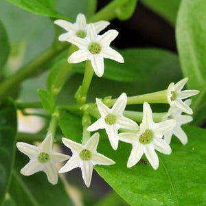 Night Blooming Jasmine Plant Etsy