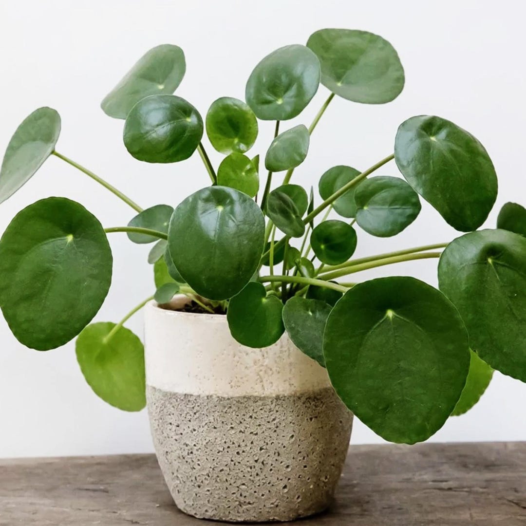 Pilea Peperomioides 4" Pot, Live Starter Plant Chinese Money Plant ...