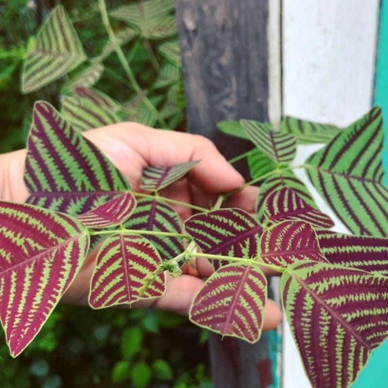 Swallowtail Plant - Etsy