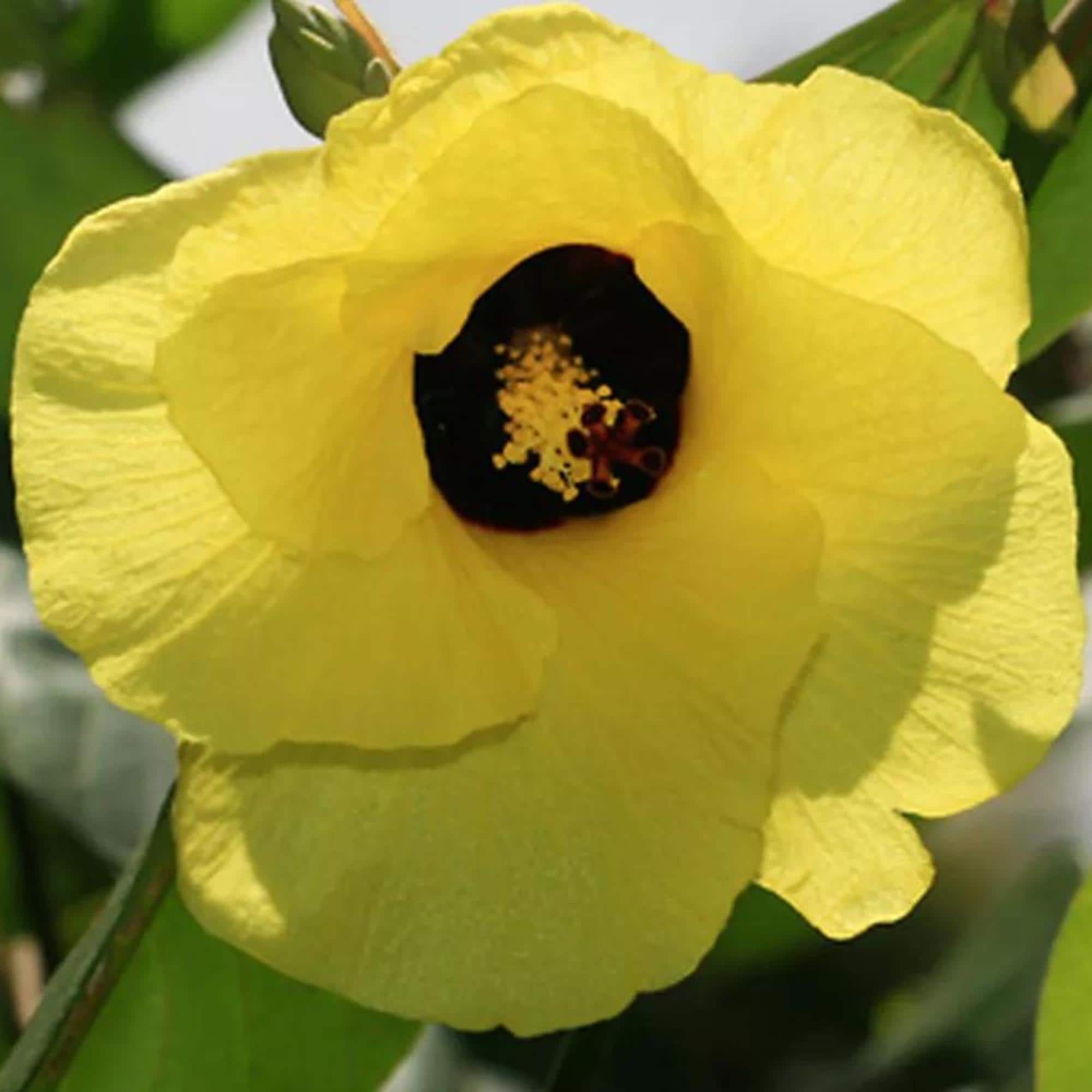 Variegated Hibiscus Mahoe Sea - Colorful Foliage, Exotic Appeal ...
