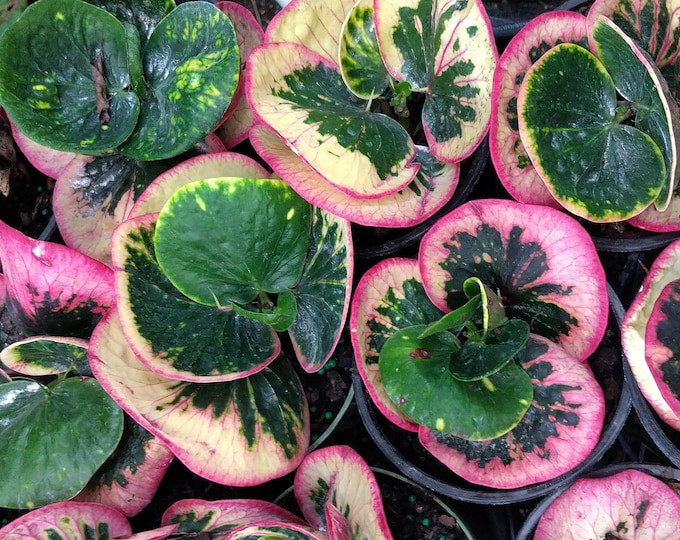 Croton Thai Rose - RARE 4" Growing Pot Live Starter Plant Hard to Find ...
