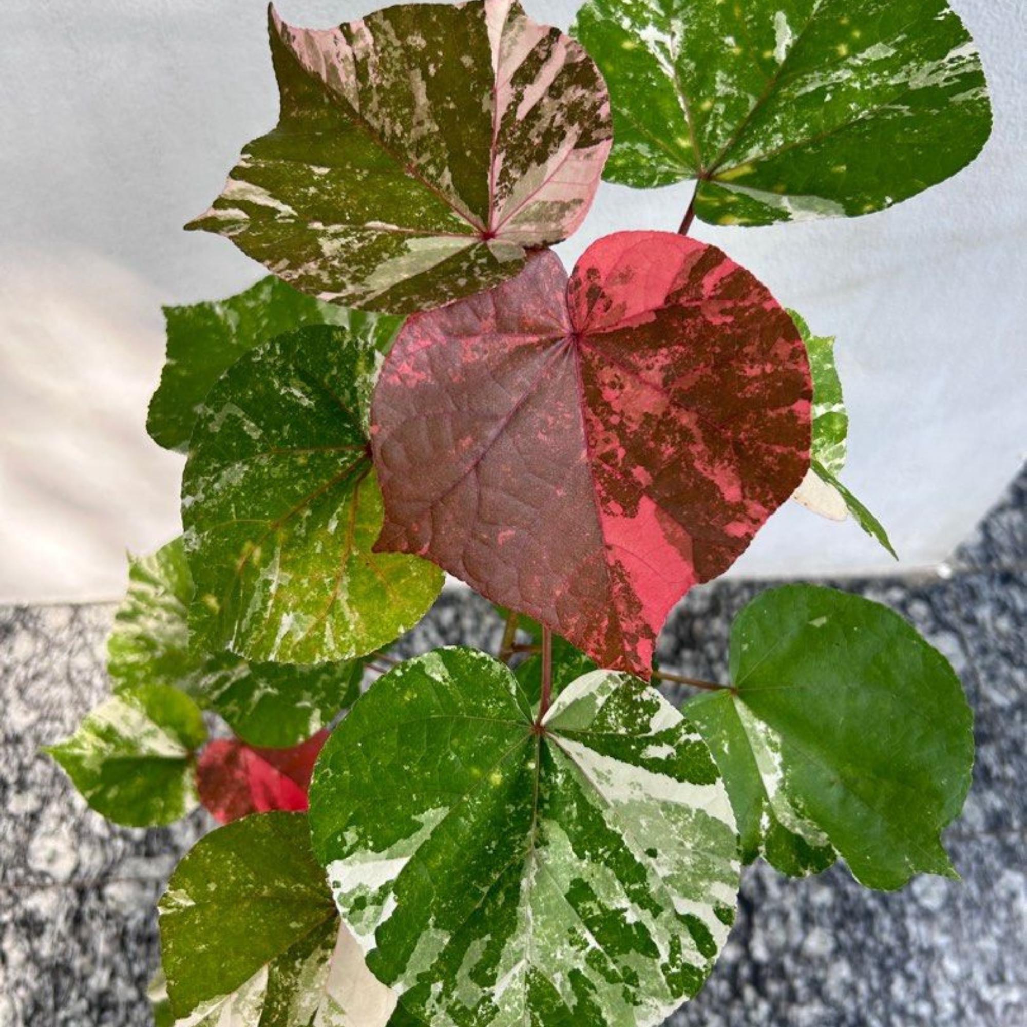 Variegated Hibiscus Mahoe Sea - Colorful Foliage, Exotic Appeal ...