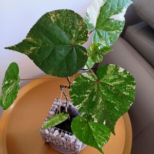 Variegated Hibiscus Mahoe Sea - Colorful Foliage, Exotic Appeal ...