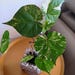 Variegated Hibiscus Mahoe Sea - Colorful Foliage, Exotic Appeal ...