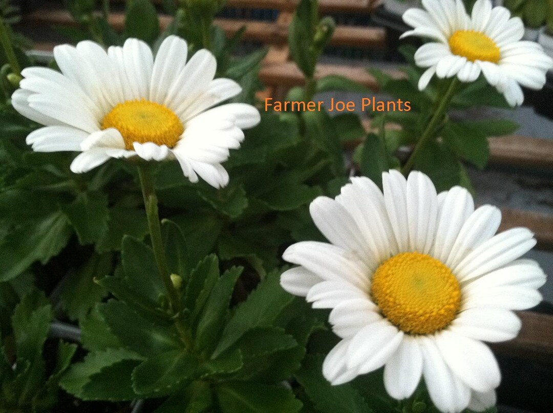 Montauk Daisy - Hardy White Daisy - 1 Live Plant 4" Pot Ships No Pot - Etsy