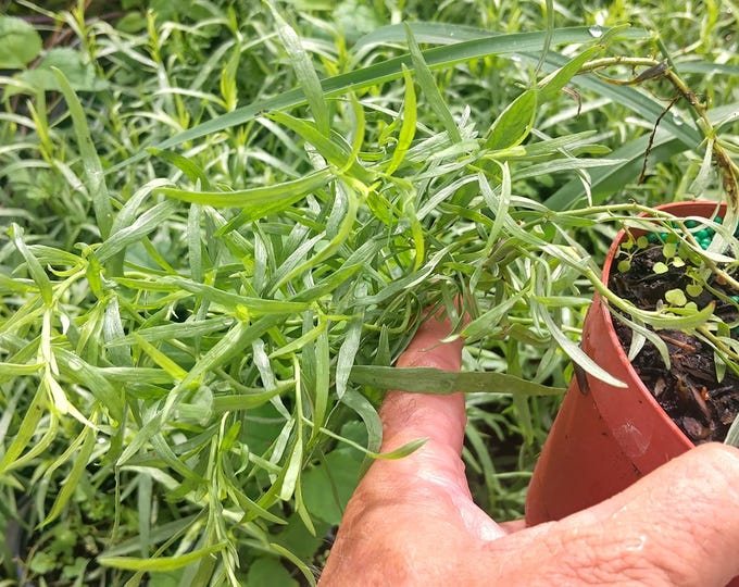 French Tarragon - 4" Pot, Starter Live Plant, Herb, Bee-friendly - Etsy