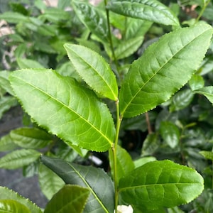 Tea Plant Camellia Sinensis 4" Pot, Starter Live Plant Grow Your Own ...