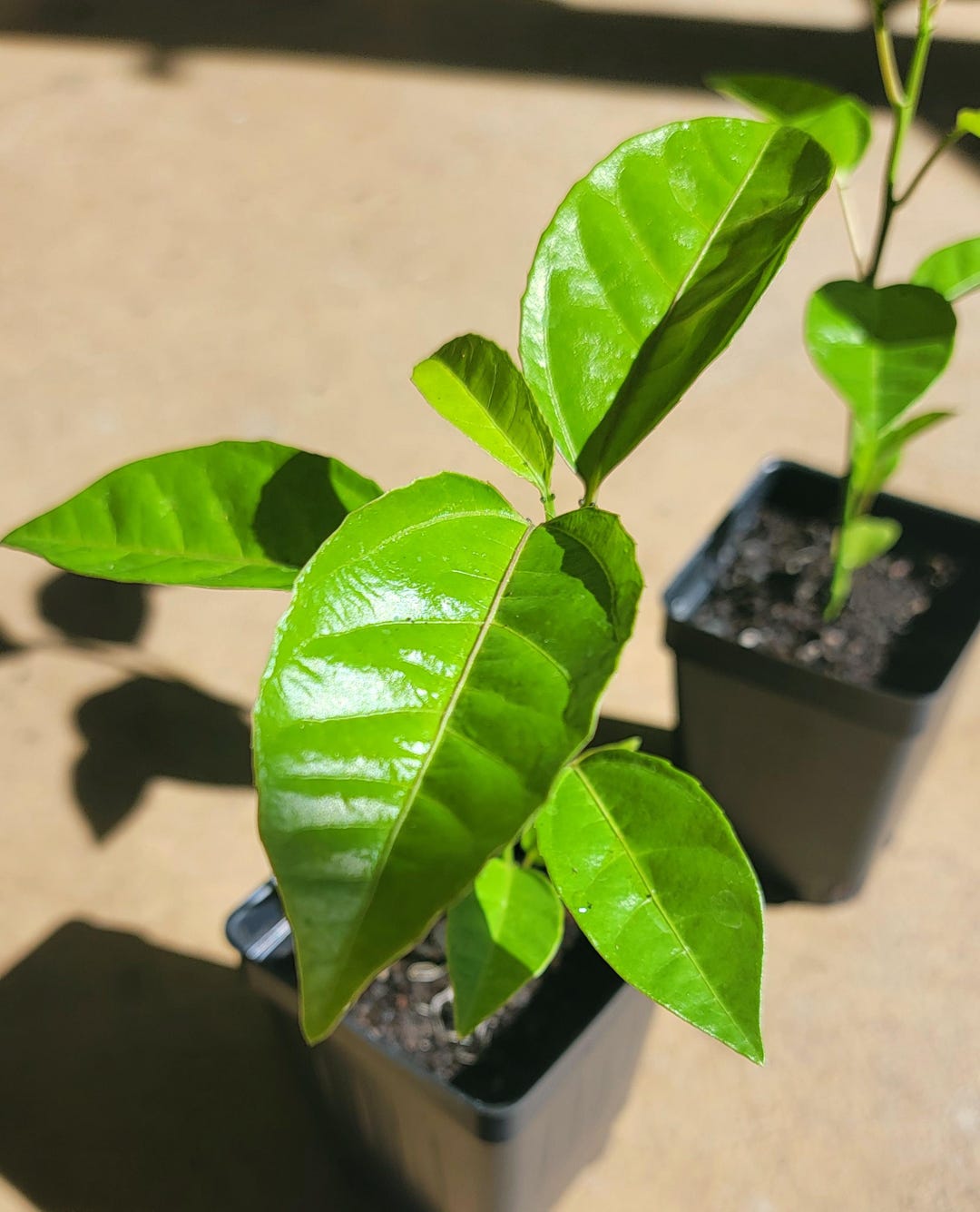 Purple Passion Fruit Tree Seedling LIVE PLANT, Passiflora Edulis ...