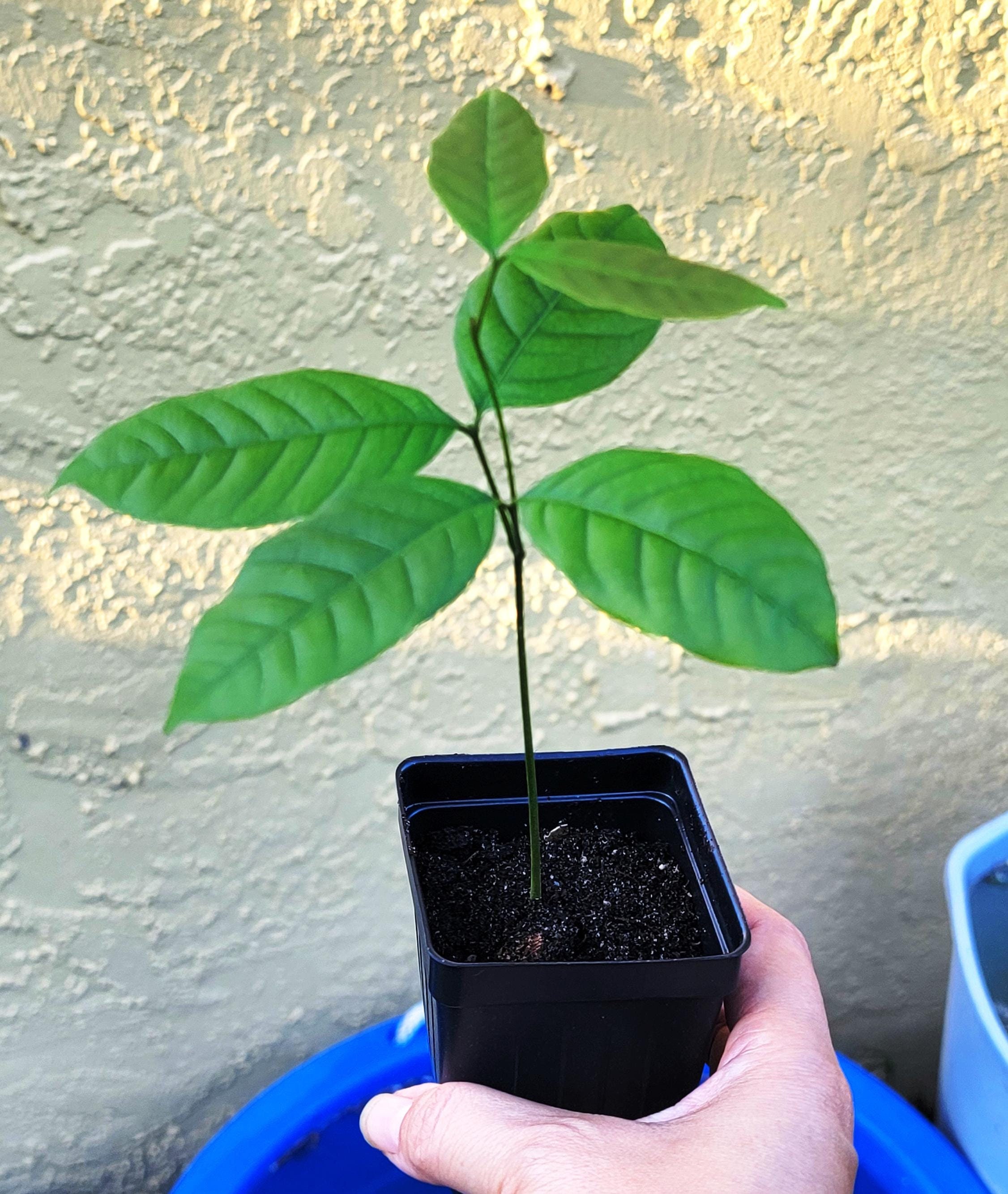 Rambutan Fruit Tree Seedling LIVE PLANT, Nephelium Lappaceum Starter ...