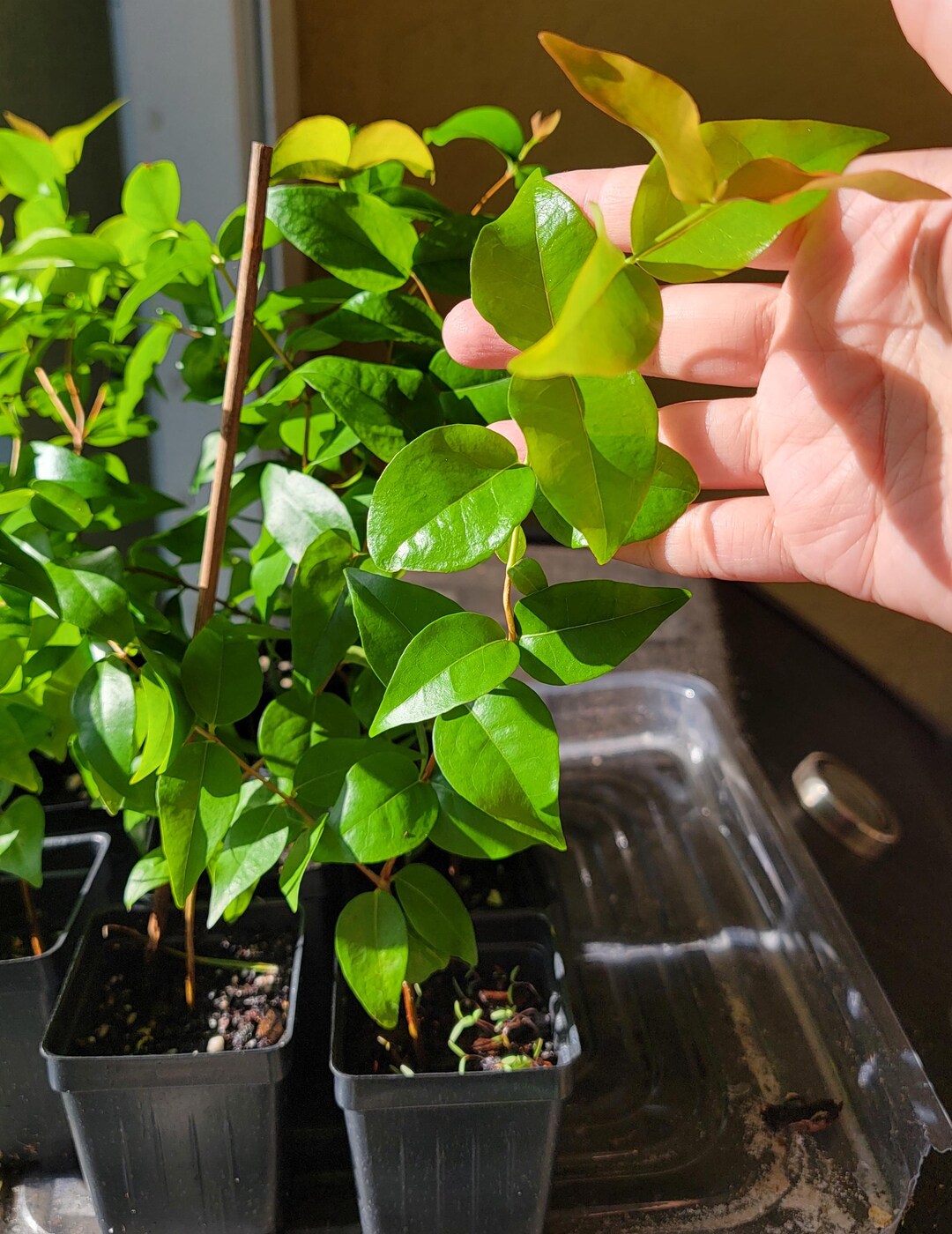 BLACK SURINAM CHERRY Tree 15" - 17", Live Plant | Potted Seedling ...