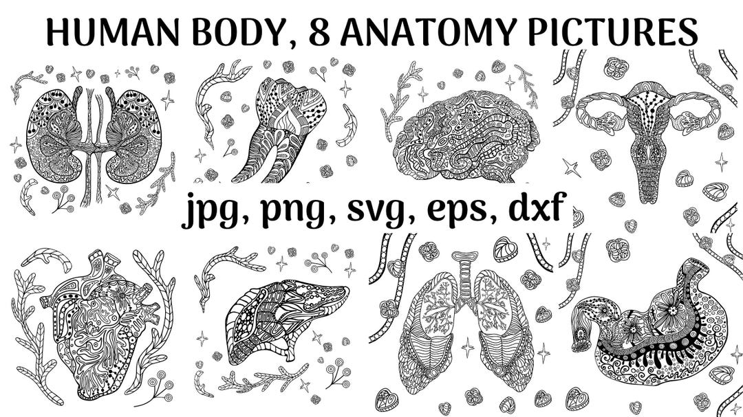Anatomy Coloring Pages: Human Organs, Body Parts (digital Download) - Etsy