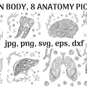 Anatomy Coloring Pages: Human Organs, Body Parts (digital Download) - Etsy
