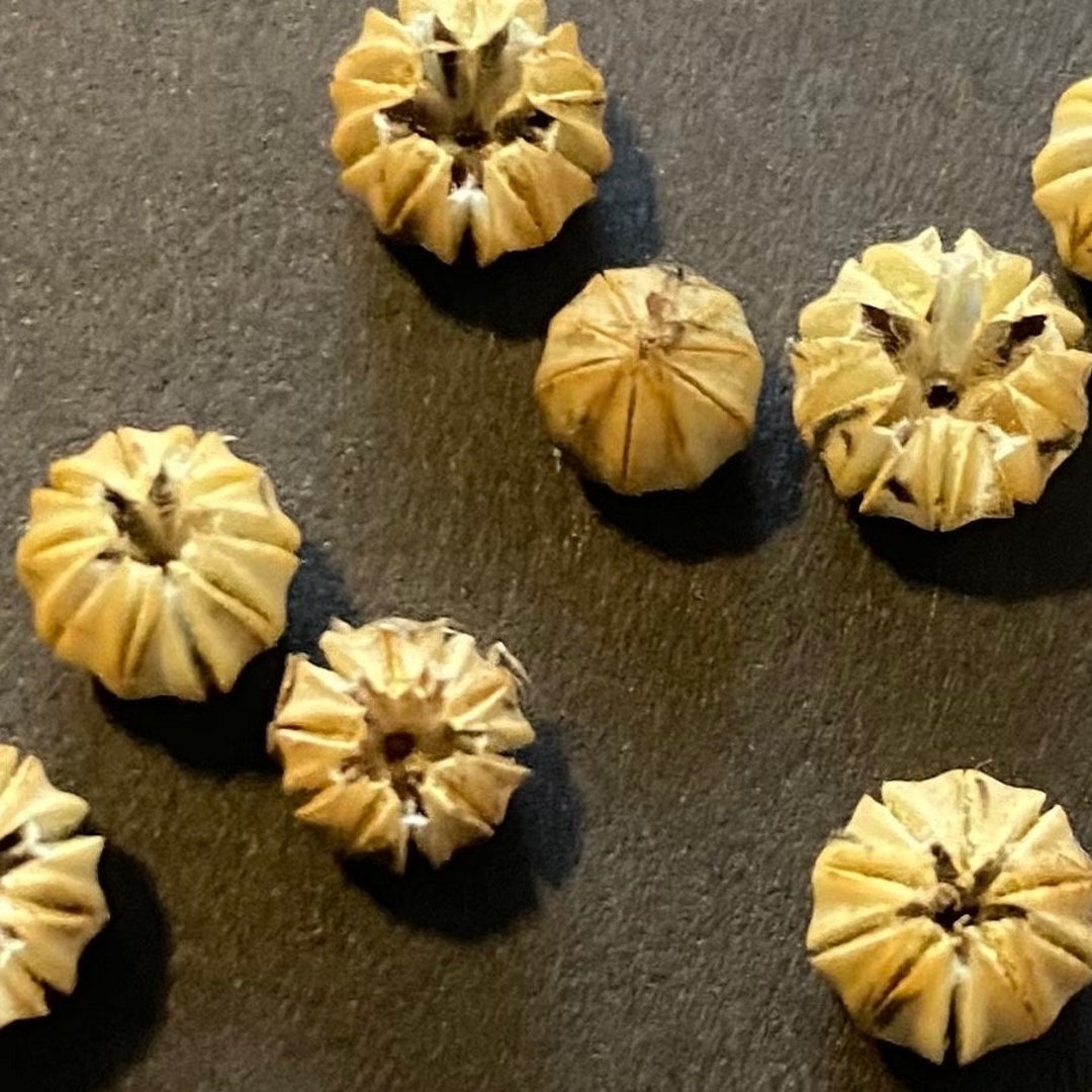 Dried Flax Pods - Etsy