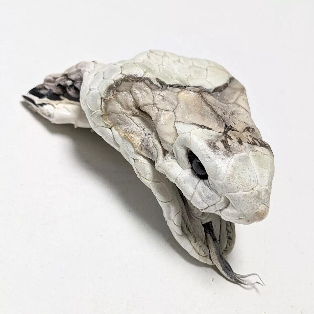 Real Cobra Head Snake Taxidermy - Etsy