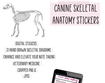 The Canine Skeletal Anatomy Poster - Etsy UK