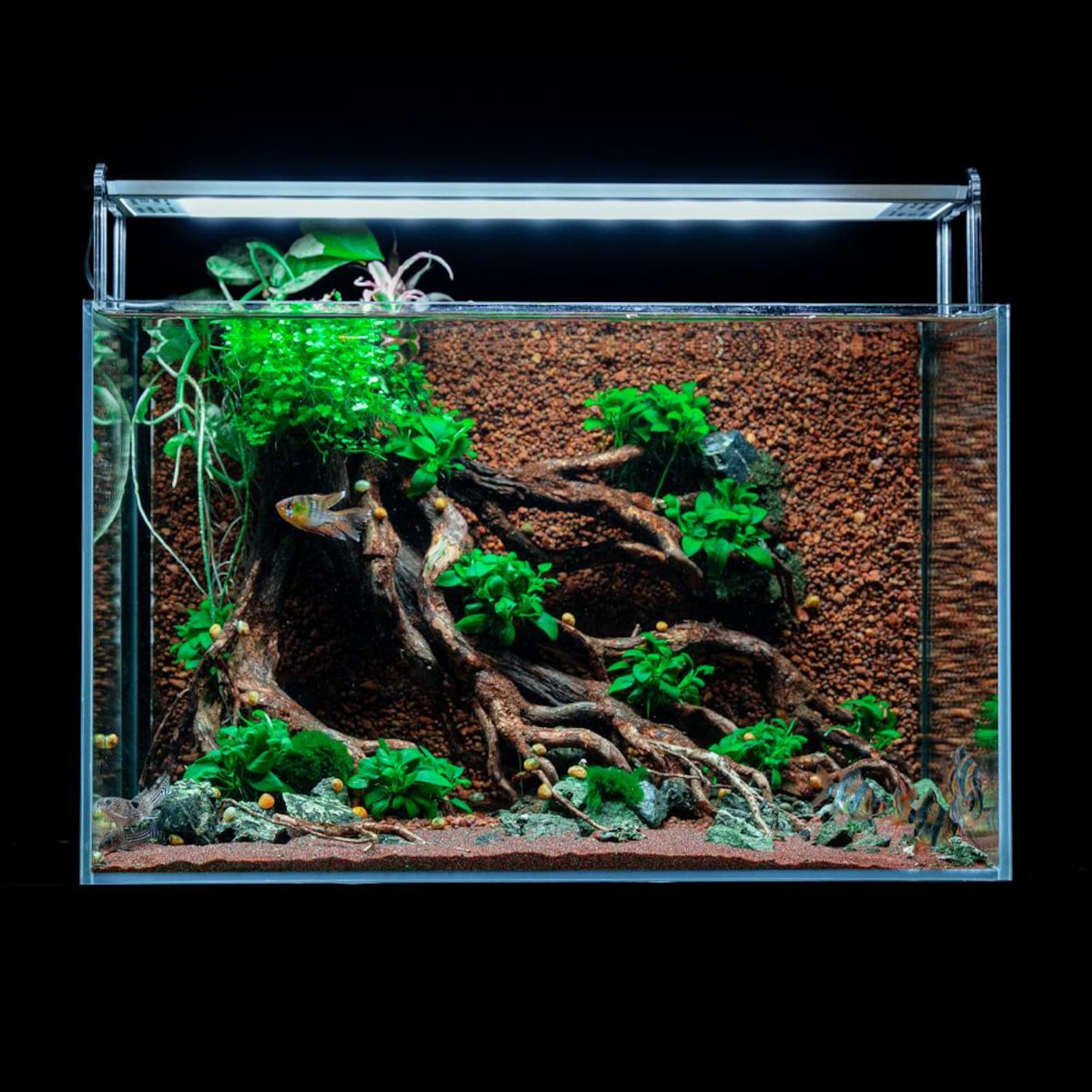 Unique Betta & Guppy Aquarium Decoration, Premade Aquascape,mountain ...