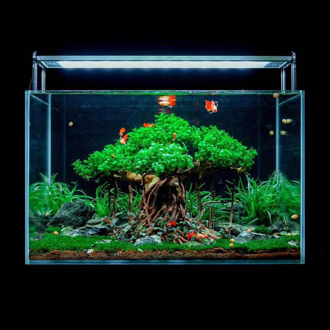 Aquarium Bonsai Tree in Fish Tank, Betta Fish Decoration Ideas ...