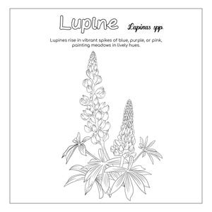 Lupine Flower Coloring Page - Etsy