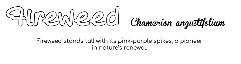 Fireweed Flower Coloring Page - Etsy