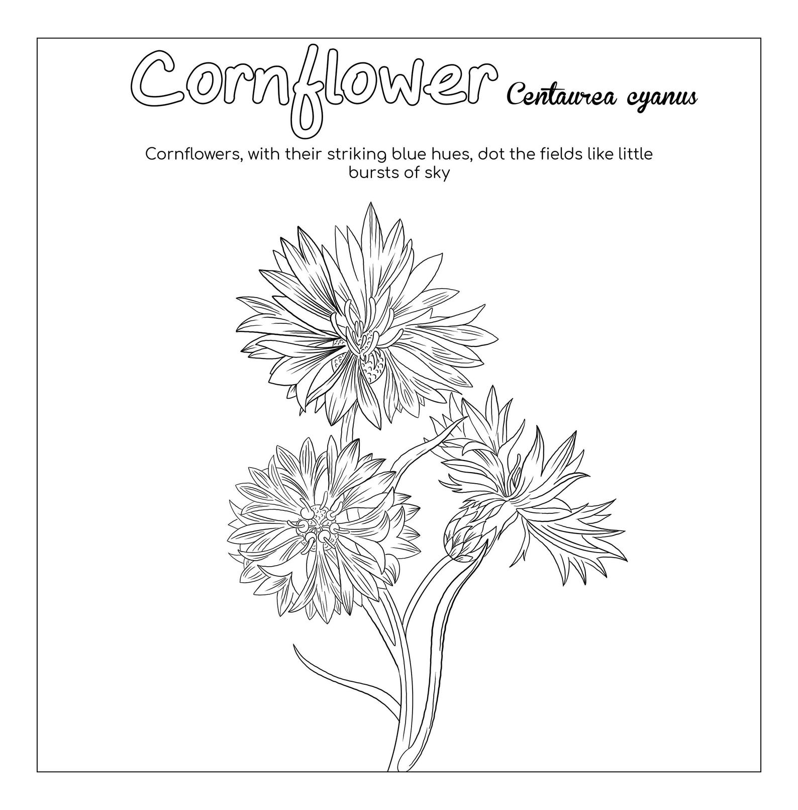 Cornflower Flower Coloring Page - Etsy