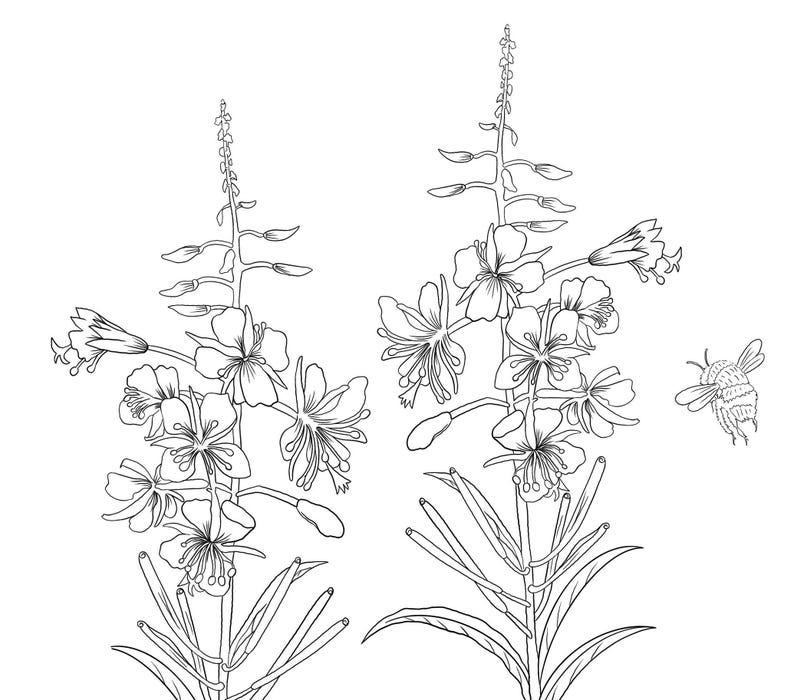 Fireweed Flower Coloring Page - Etsy
