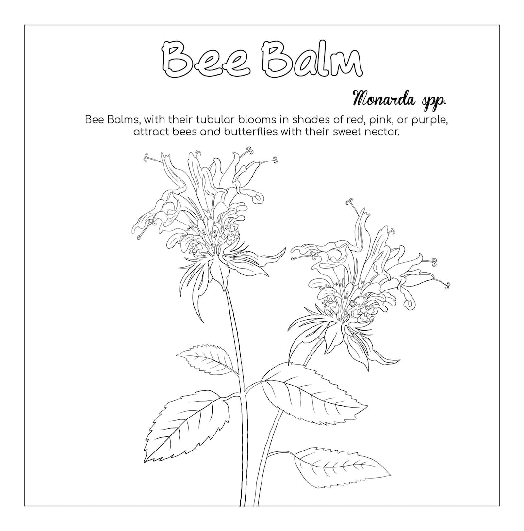 Bee Balm Flower Coloring Page - Etsy