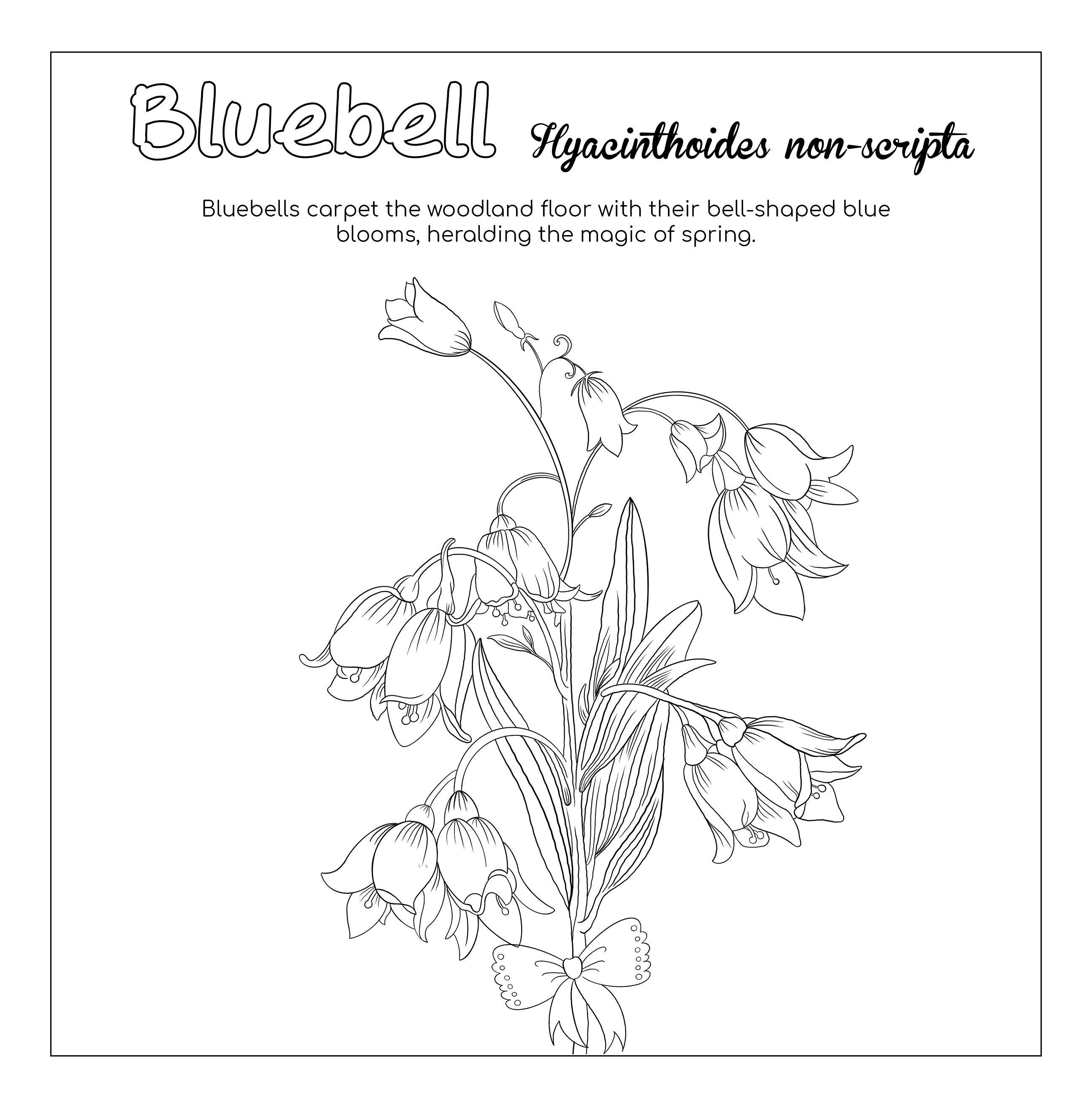 Bluebell Flower Coloring Page - Etsy