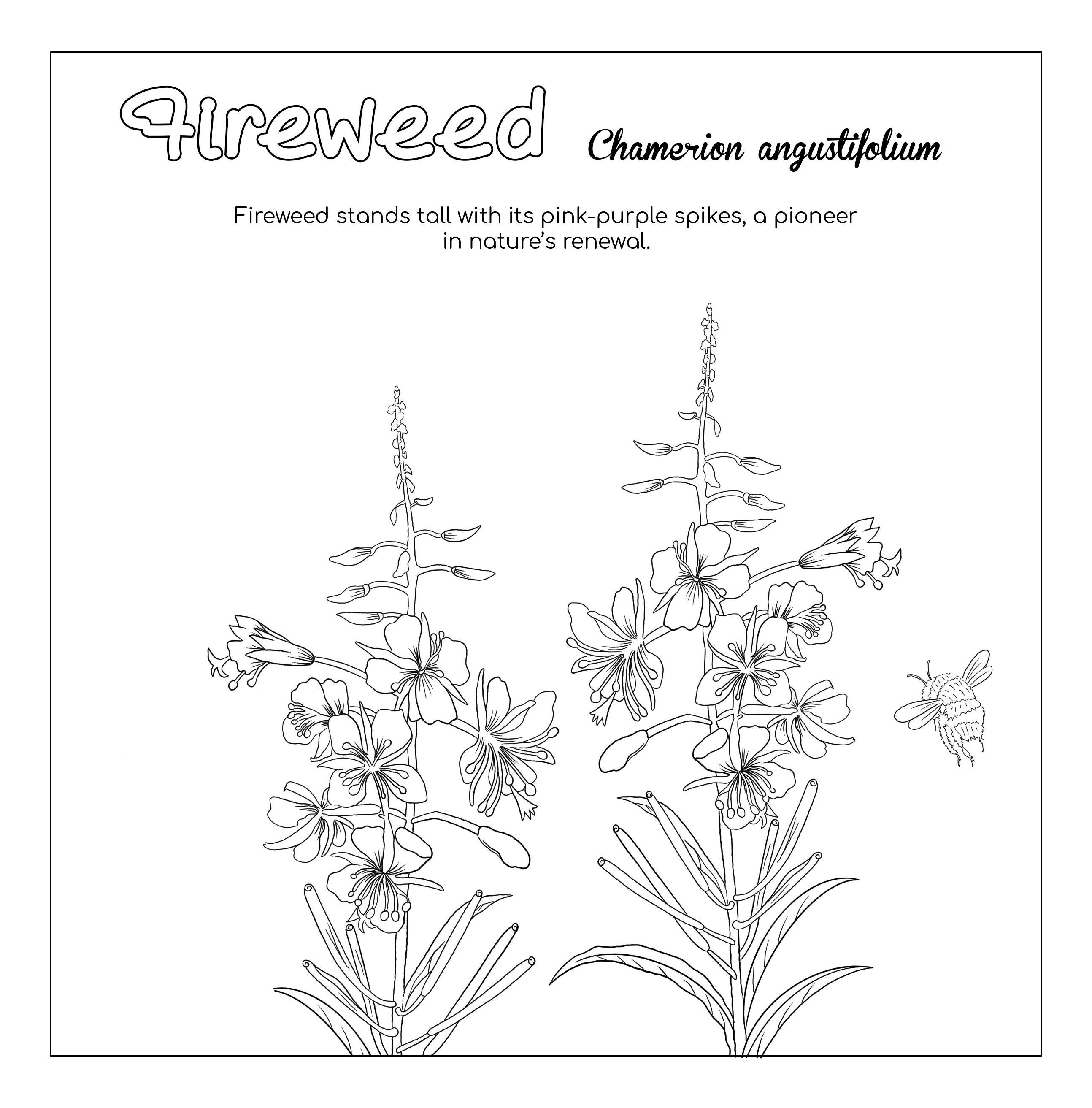 Fireweed Flower Coloring Page - Etsy