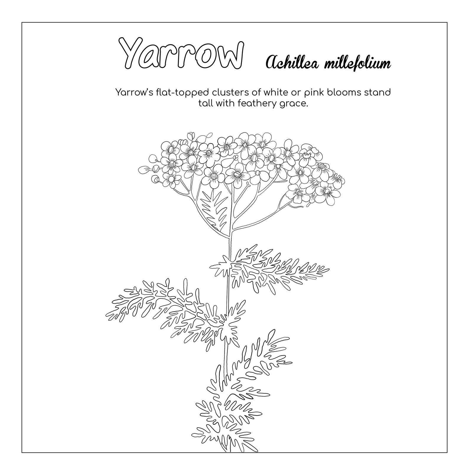Yarrow Flower Coloring Page - Etsy